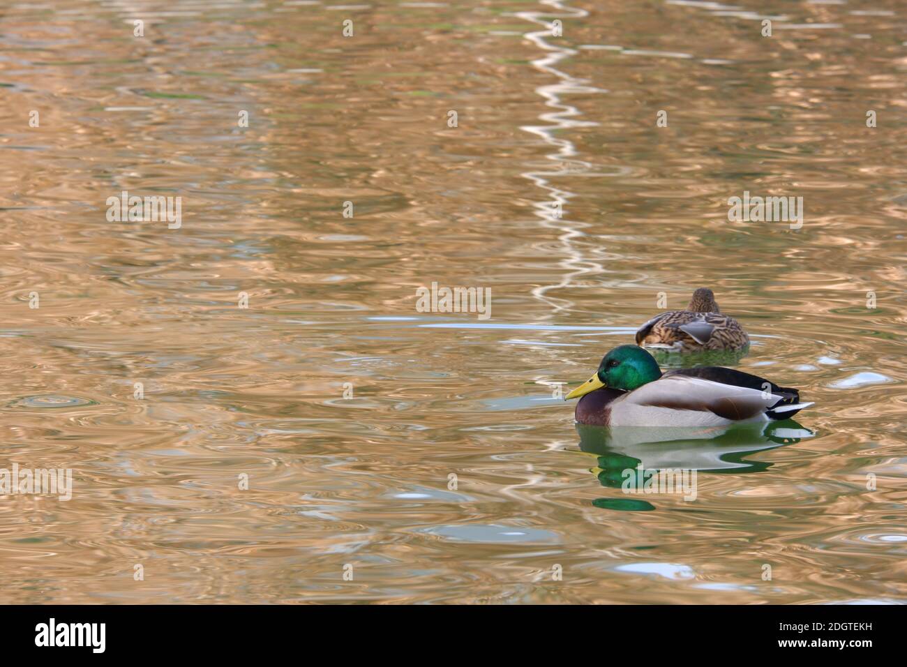 Ducks at Park Stock Photo - Alamy