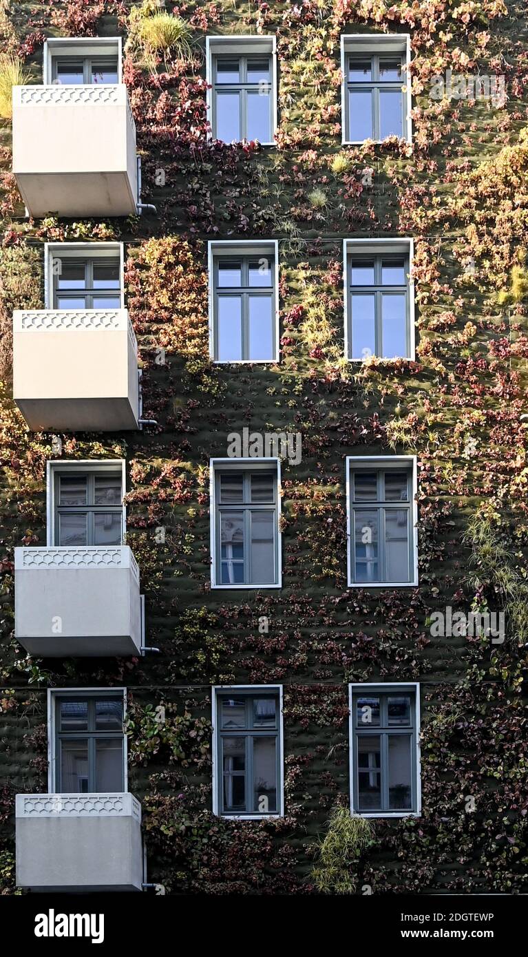 Berlin, Germany. 08th Dec, 2020. Plants grow on a house wall. Credit ...