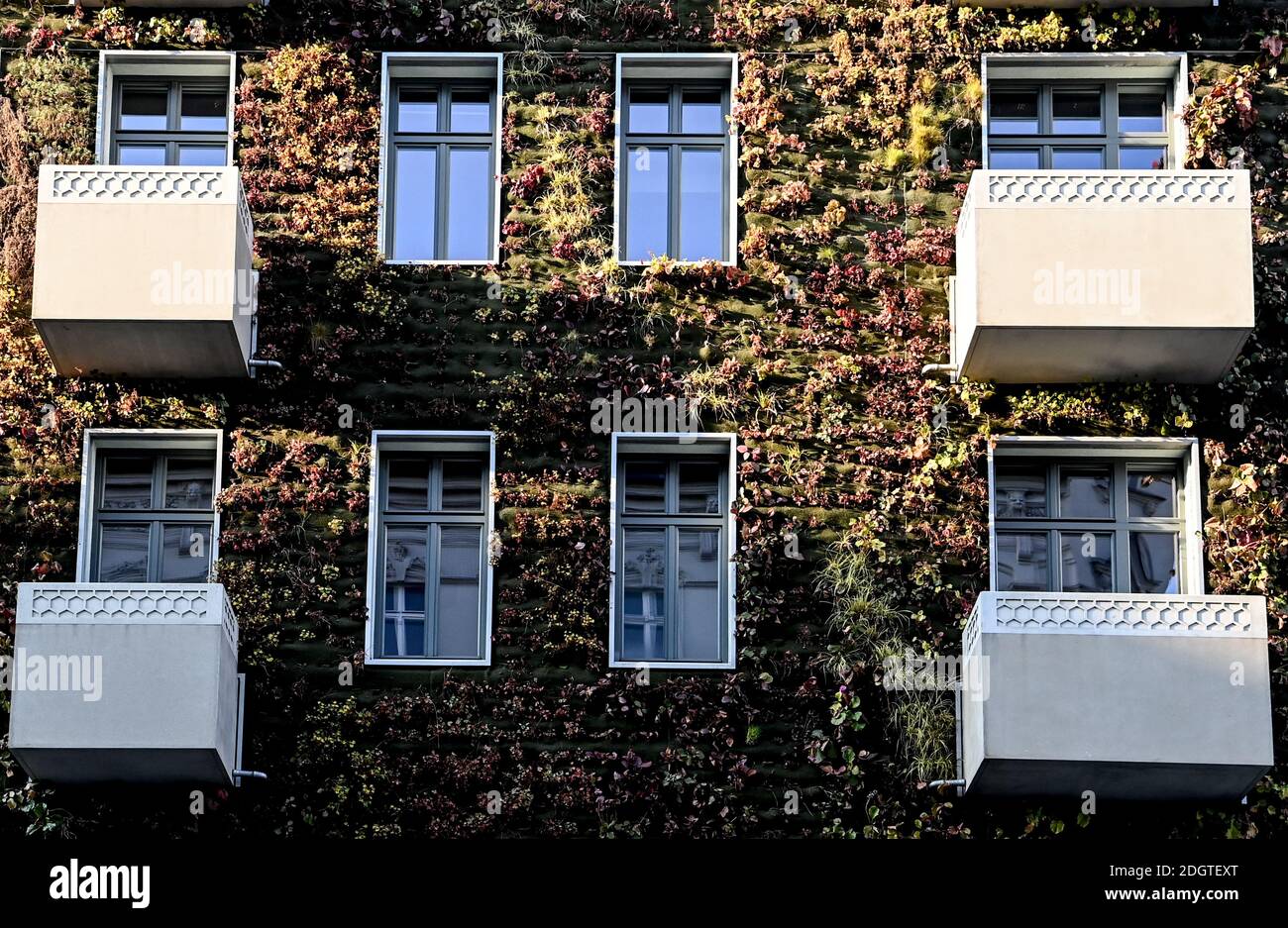 Berlin, Germany. 08th Dec, 2020. Plants grow on a house wall. Credit ...