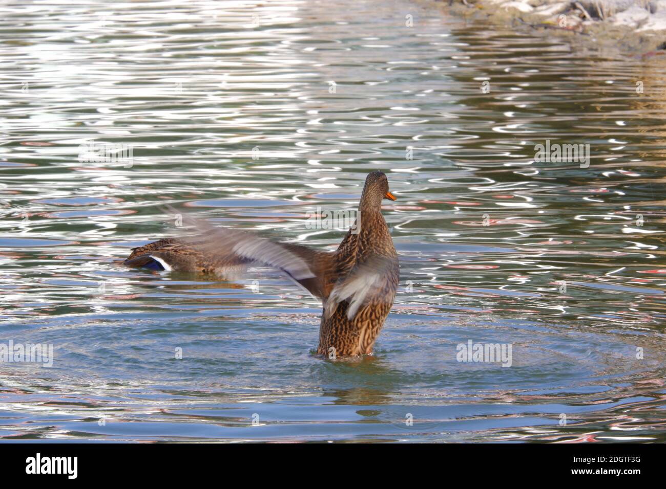 Dabbling duck hi-res stock photography and images - Alamy