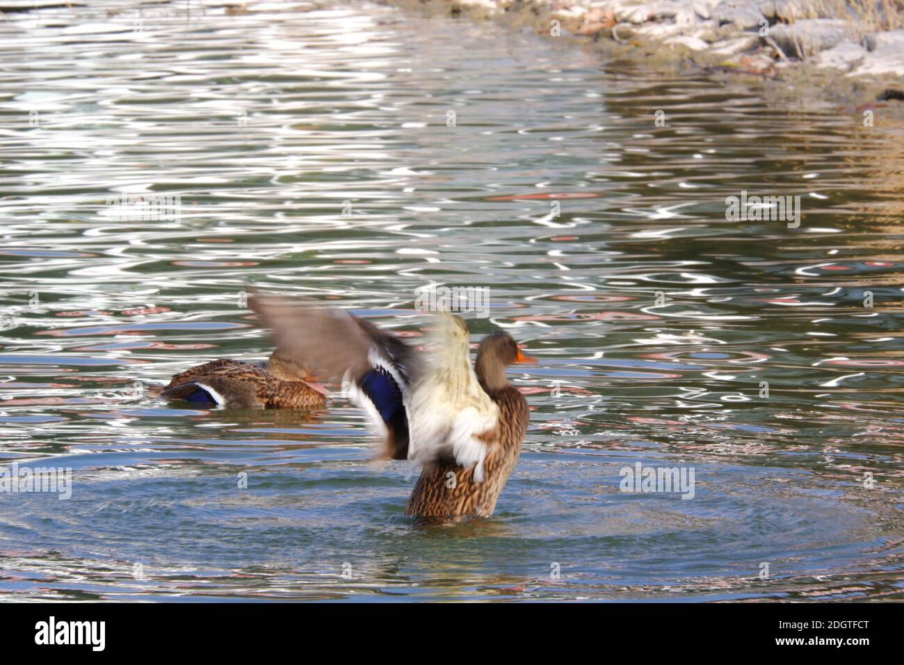 Duck swimming in water river hi-res stock photography and images - Alamy