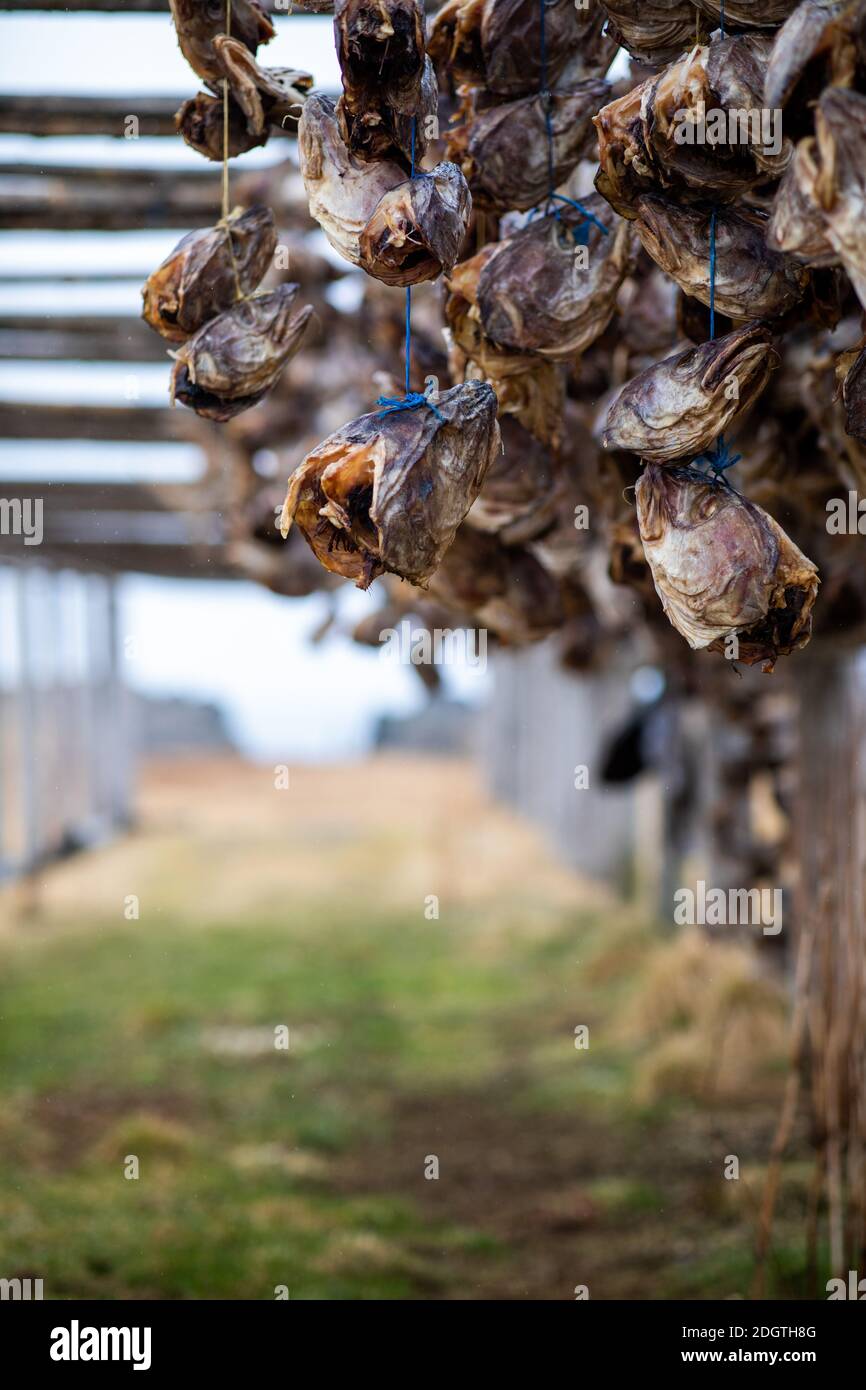 Traditional smoked fish heads in Iceland Stock Photo - Alamy
