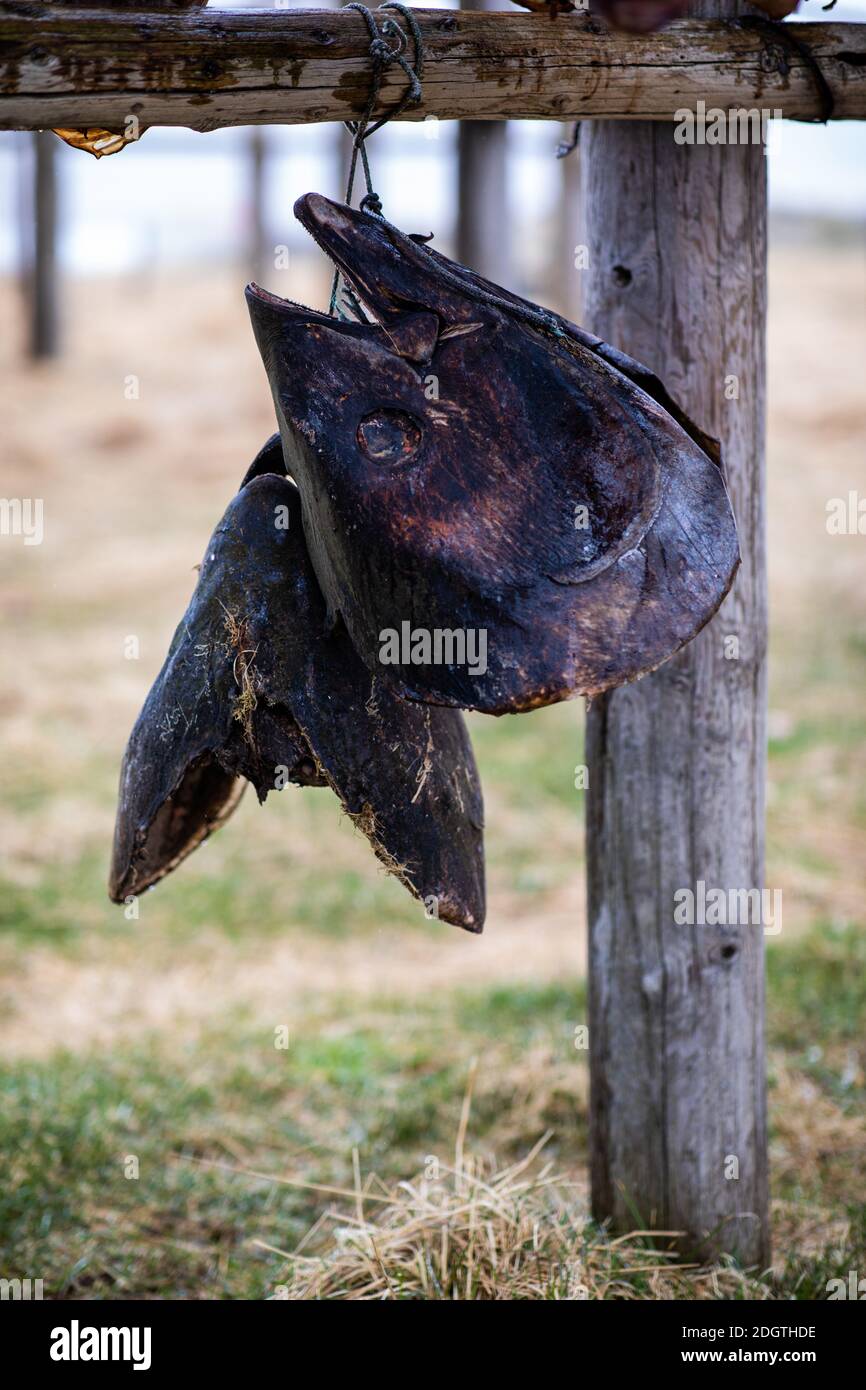 Traditional smoked fish heads in Iceland Stock Photo - Alamy