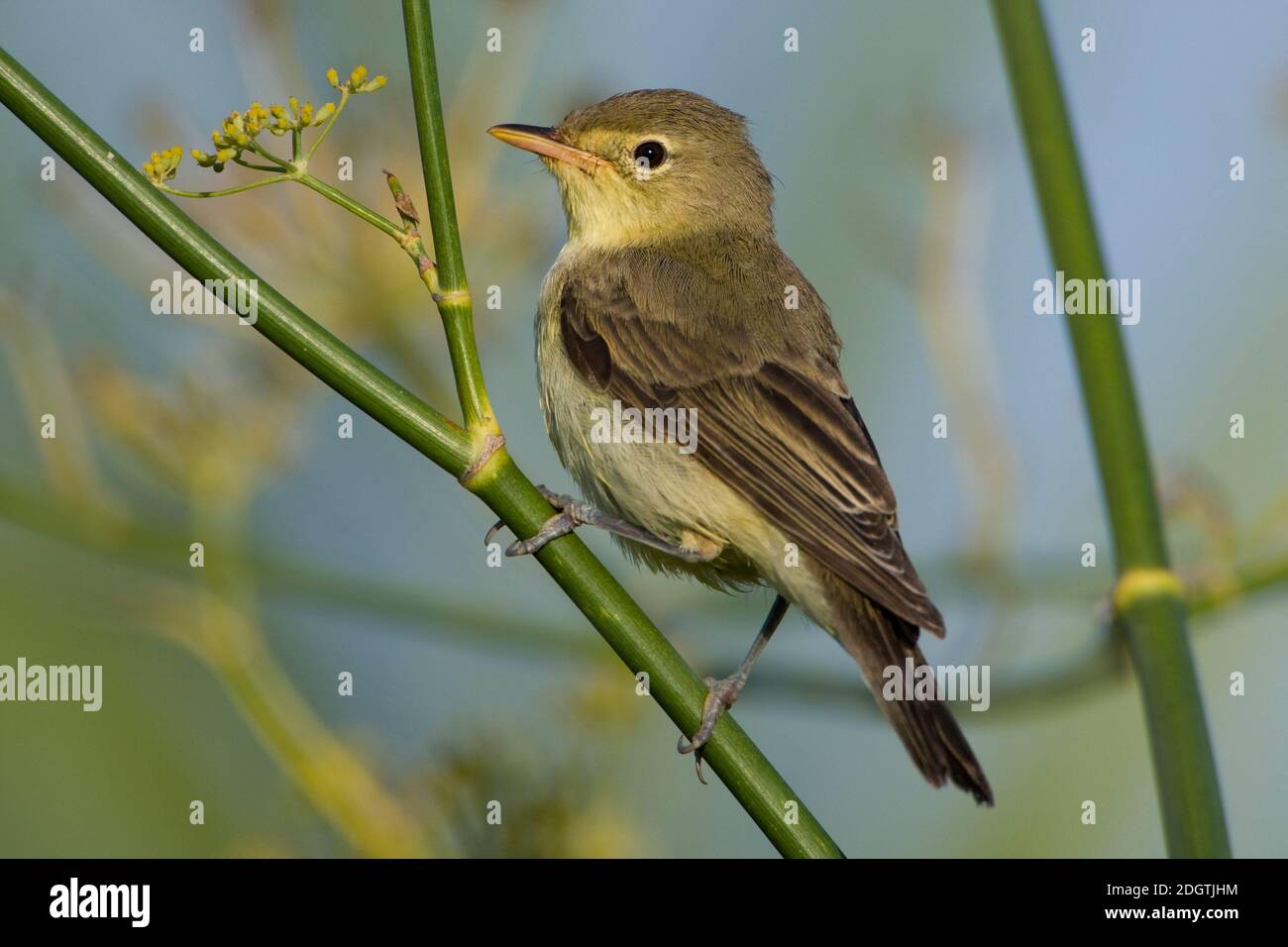 Spotvogel, Icterine Warbler, Hippolais icterina Stock Photo - Alamy