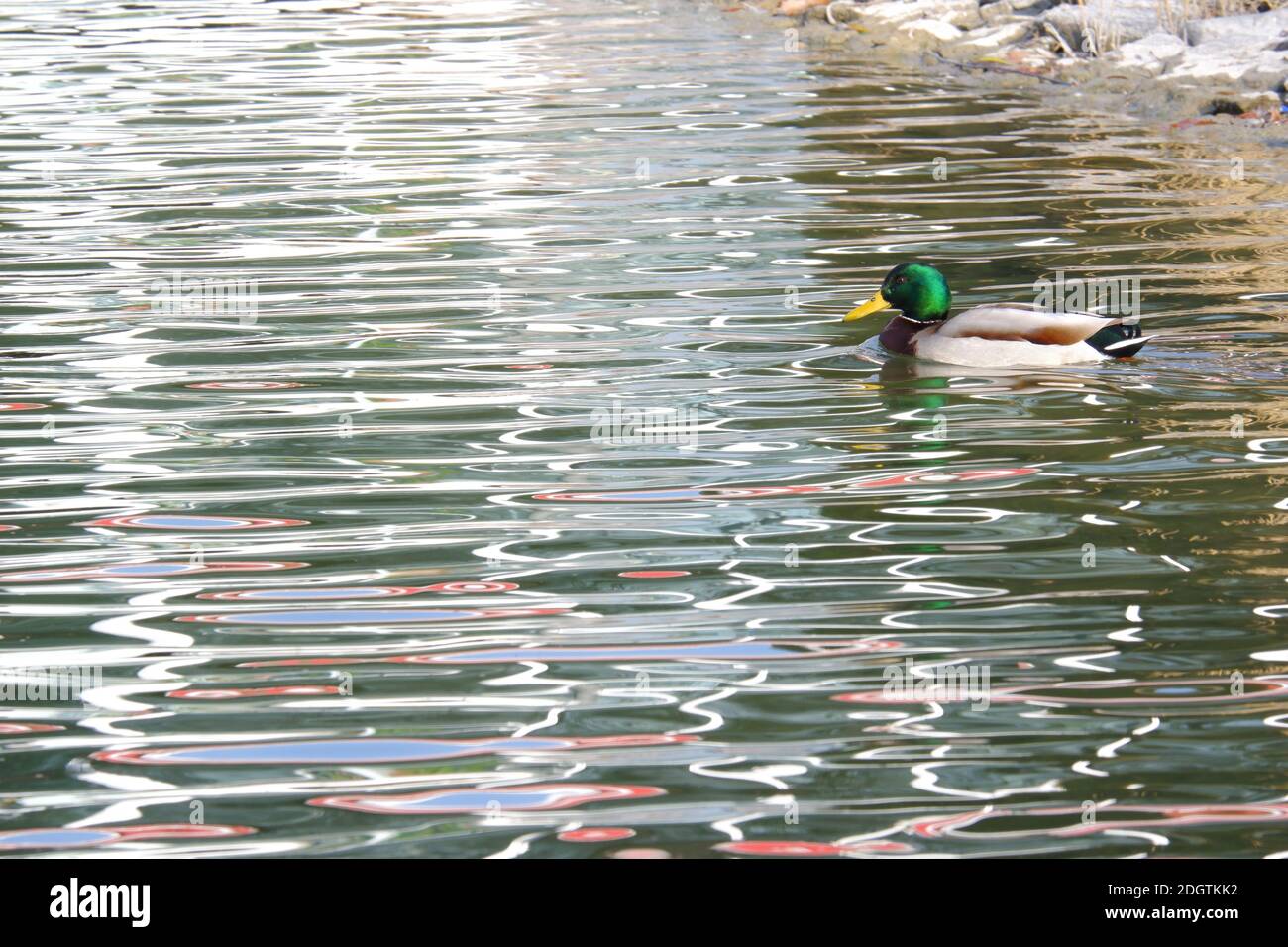 Ducks at Park Stock Photo - Alamy