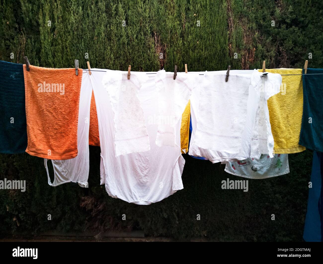 Clothes hanging in a clothes line in front of cypress trees Stock Photo ...