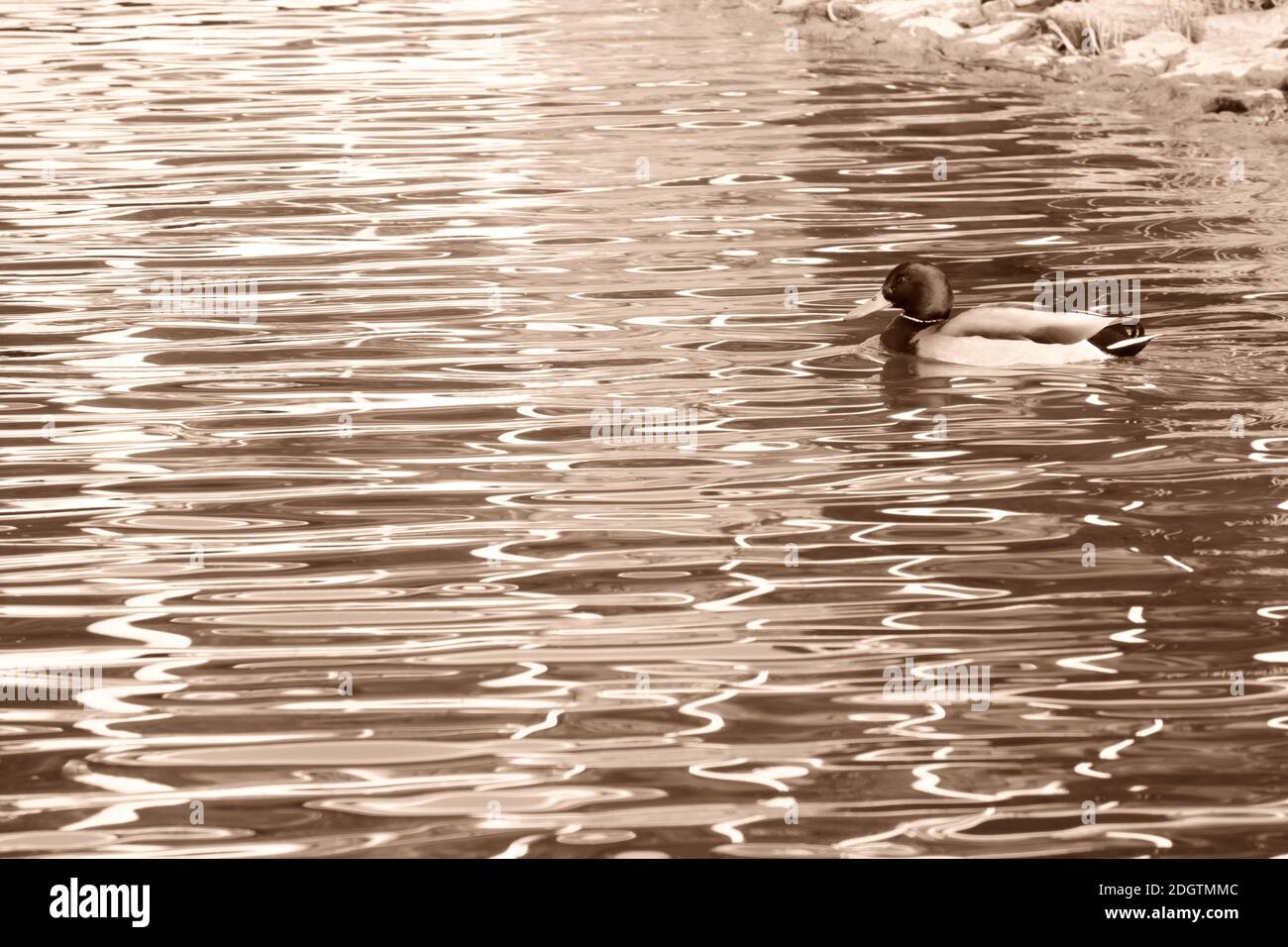 Ducks monocolor hi-res stock photography and images - Alamy
