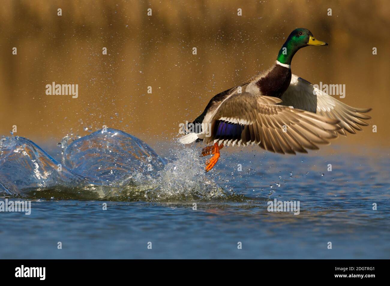 Wilde Eend, Mallard, Anas platyrhynchos Stock Photo - Alamy