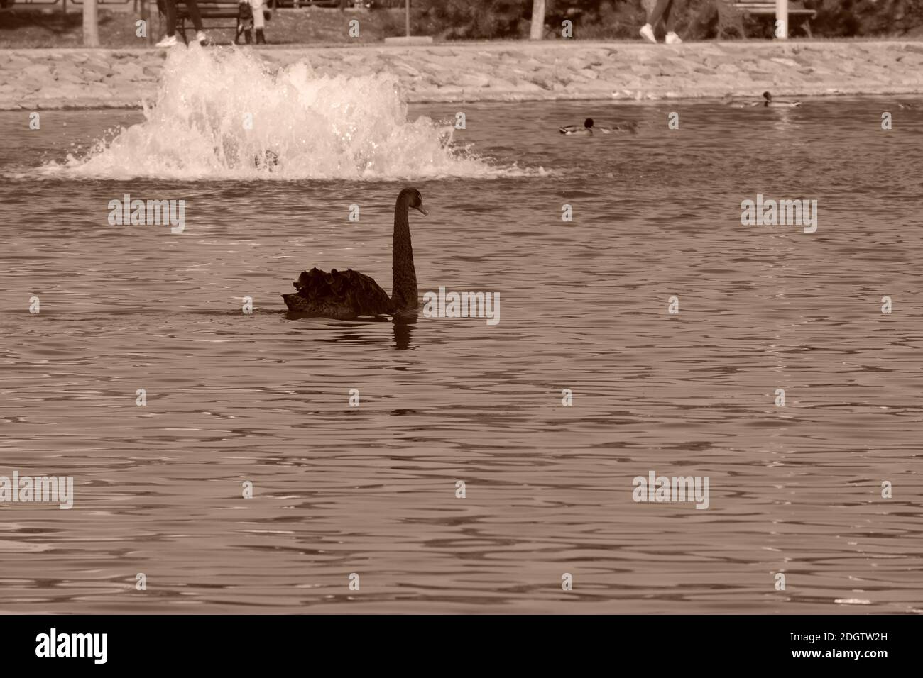 Black Swan Swimming at Sunset Stock Photo - Alamy