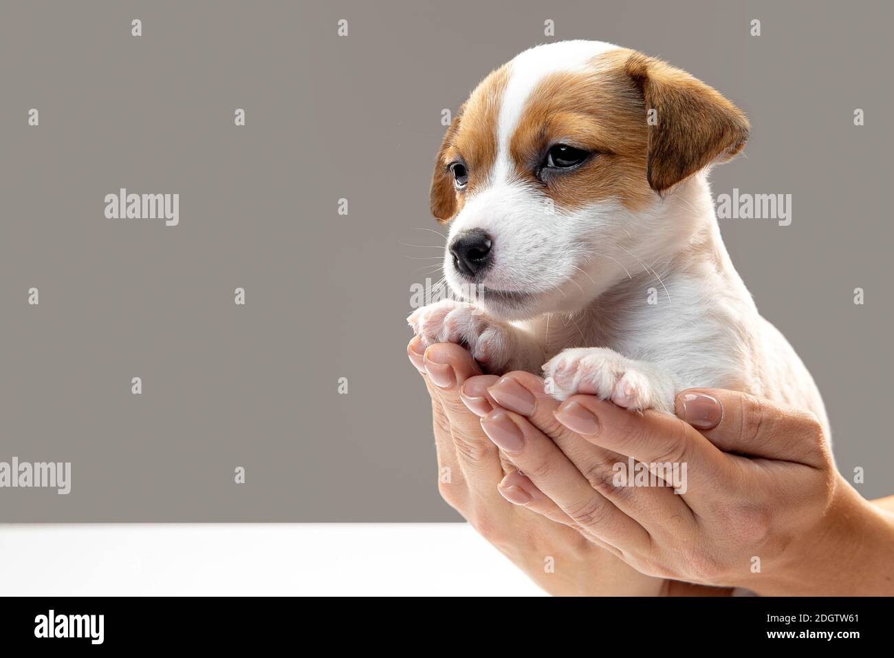 Cute and little doggy posing cheerful in comfortable human hands. Cute ...