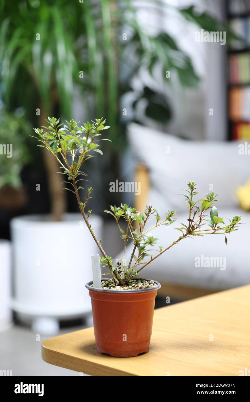 Bonsai trees azalea hi-res stock photography and images - Alamy