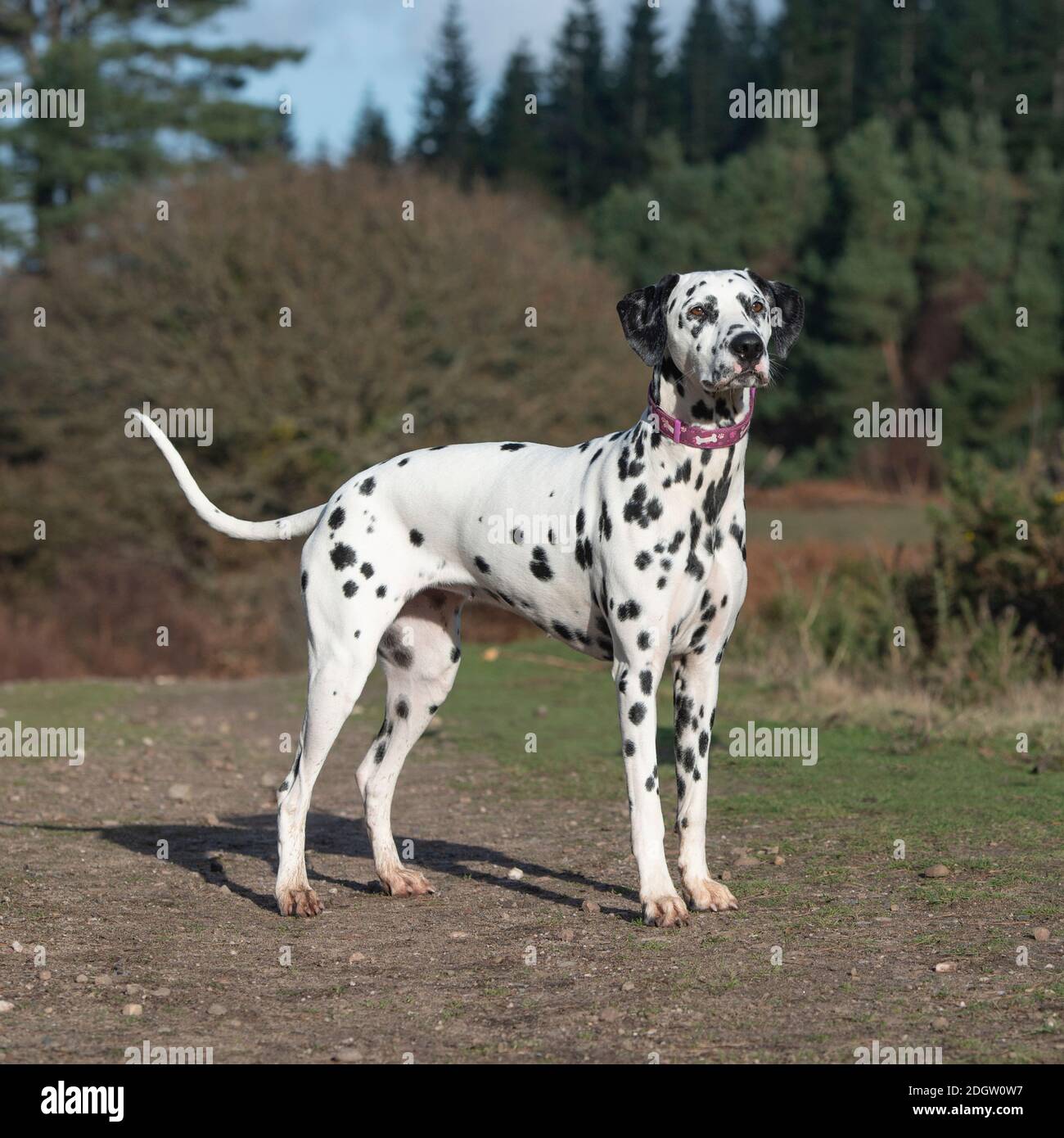 Walking dalmatian hi-res stock photography and images - Alamy