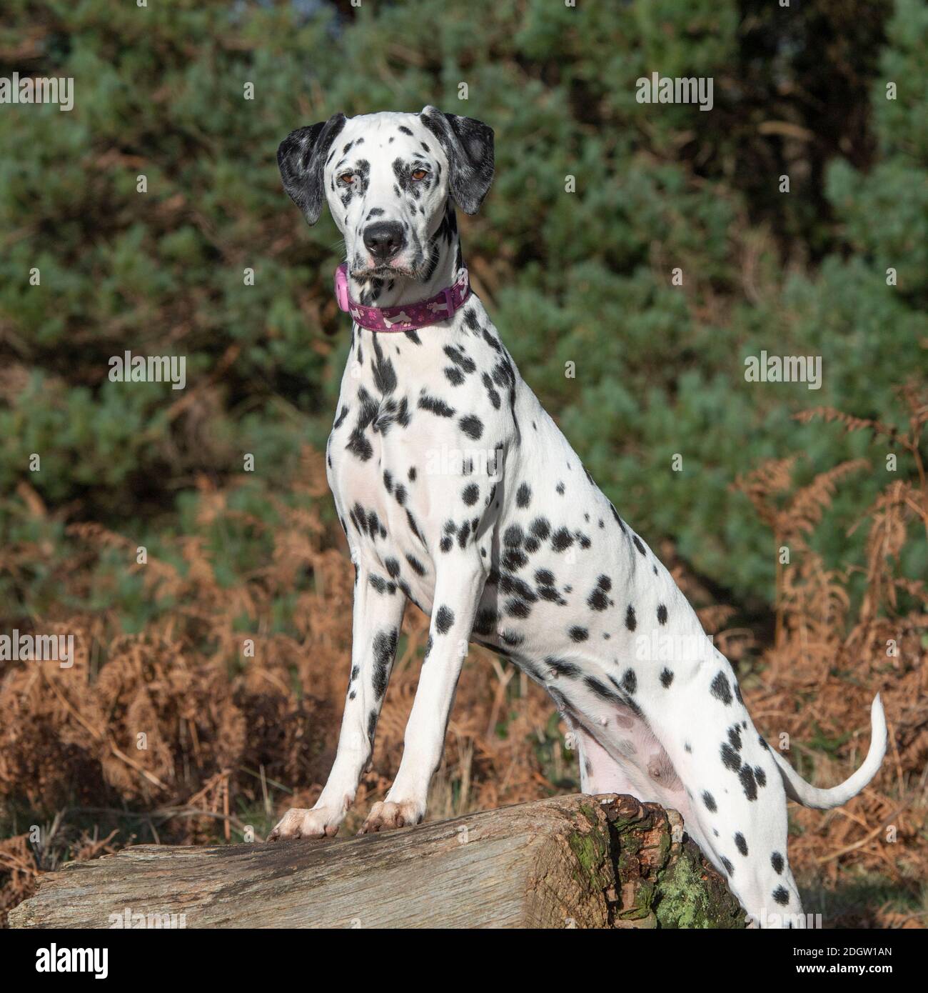 Dalmatian white background hi-res stock photography and images - Alamy