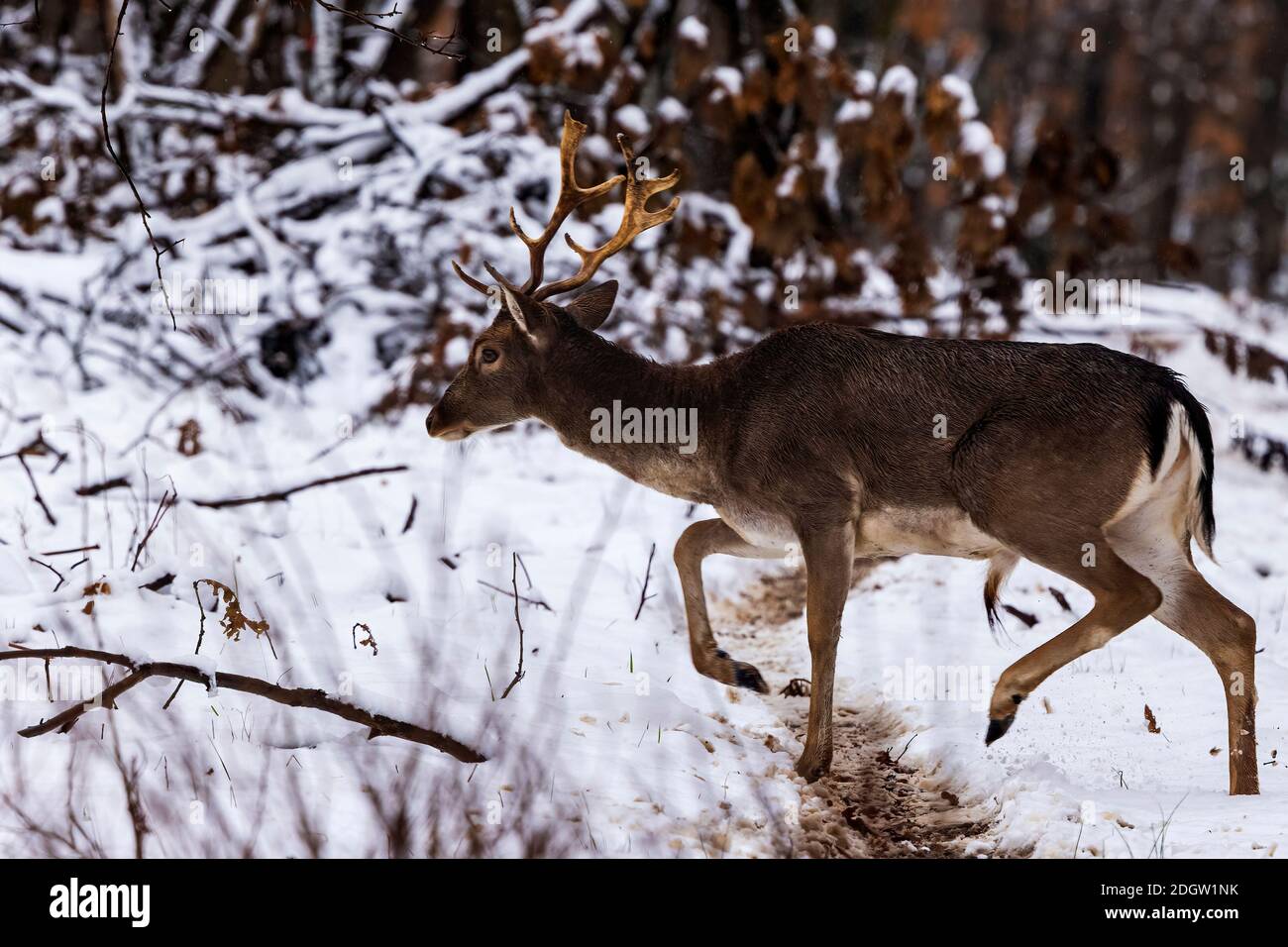 Fallow deer buck (Dama dama)in winter season Stock Photo - Alamy