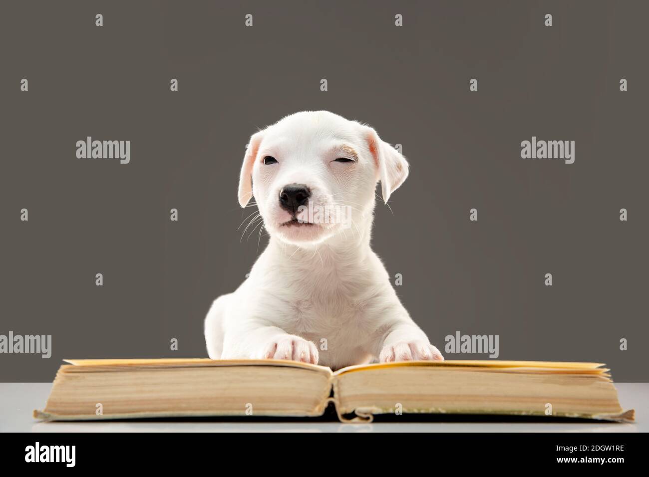 Cute and little doggy posing cheerful, reading book. Cute playful white ...