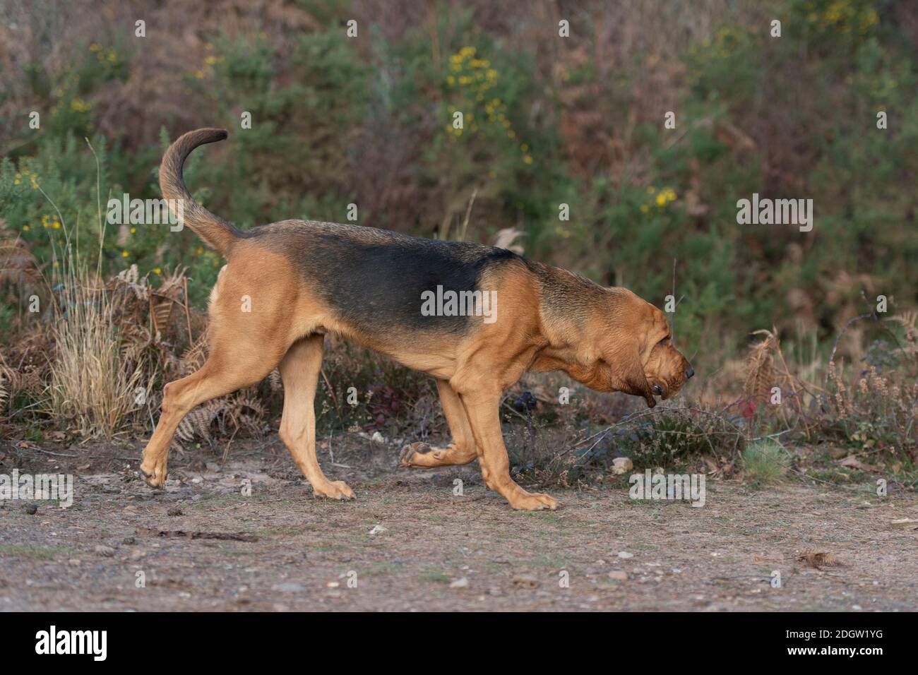 Exercise tracking hi-res stock photography and images - Alamy