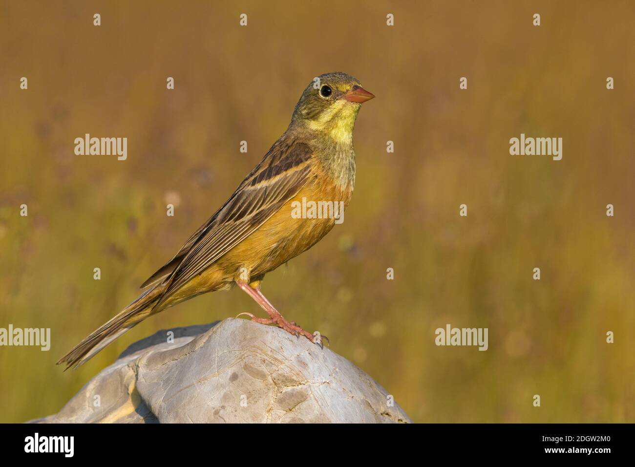 Ortolaan; Ortolan Bunting; Emberiza hortulana Stock Photo - Alamy