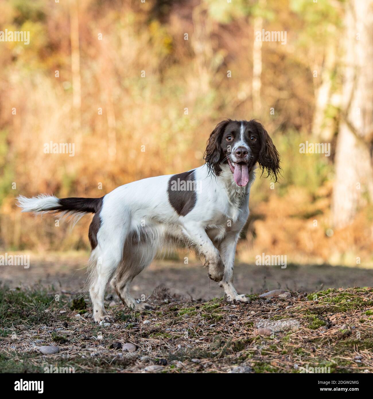 english springer spaniel Stock Photo - Alamy