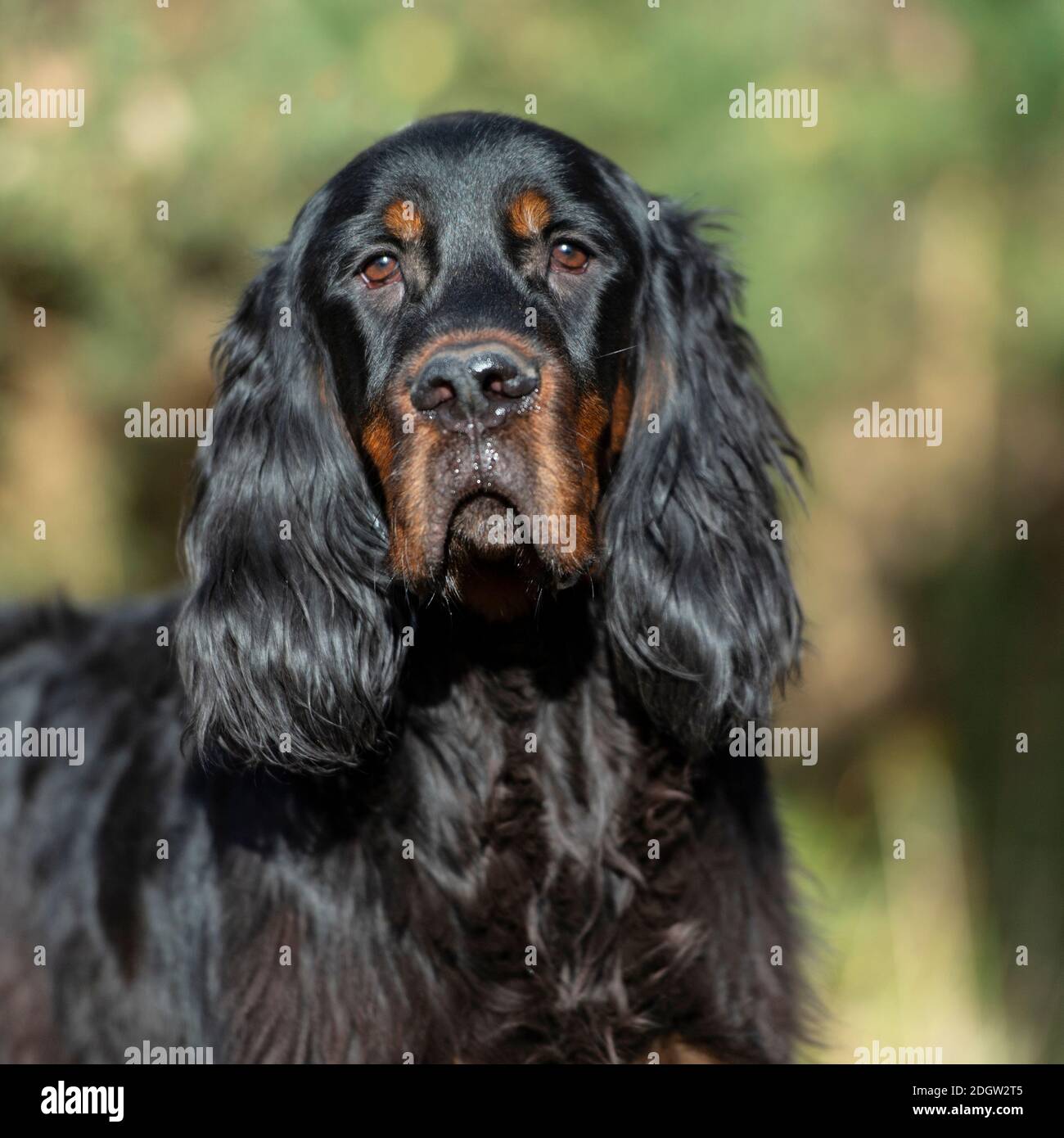 Gordon Setter dog Stock Photo - Alamy