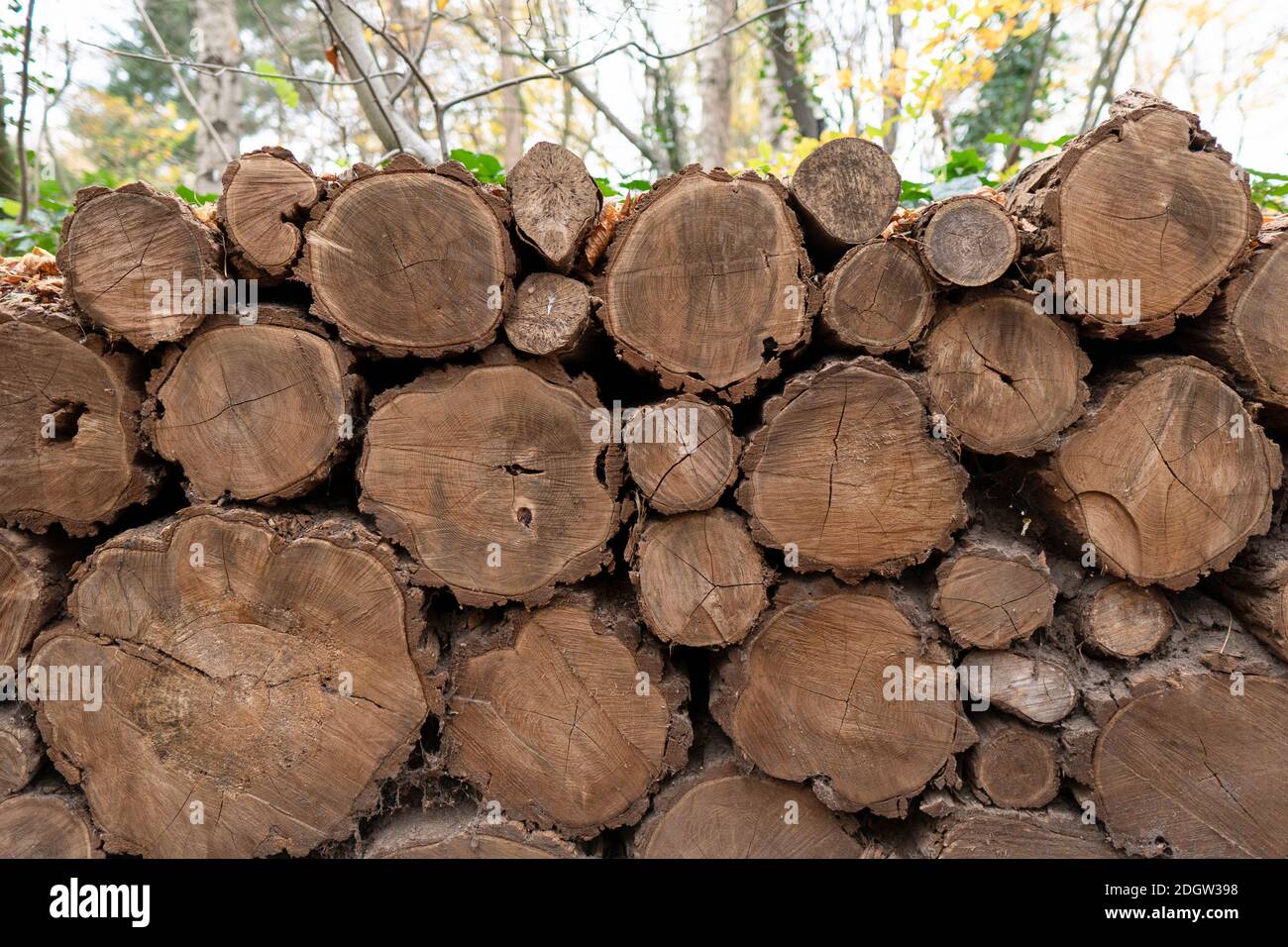 Cutted wood background. Winter prepared. Forest view behind Stock Photo ...