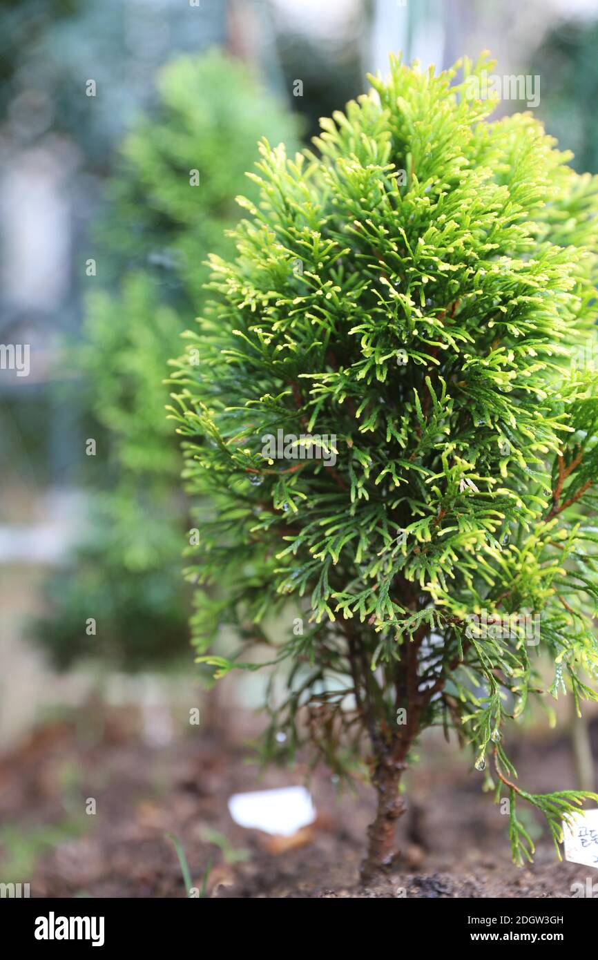 Cypress tree wood texture hi-res stock photography and images - Alamy