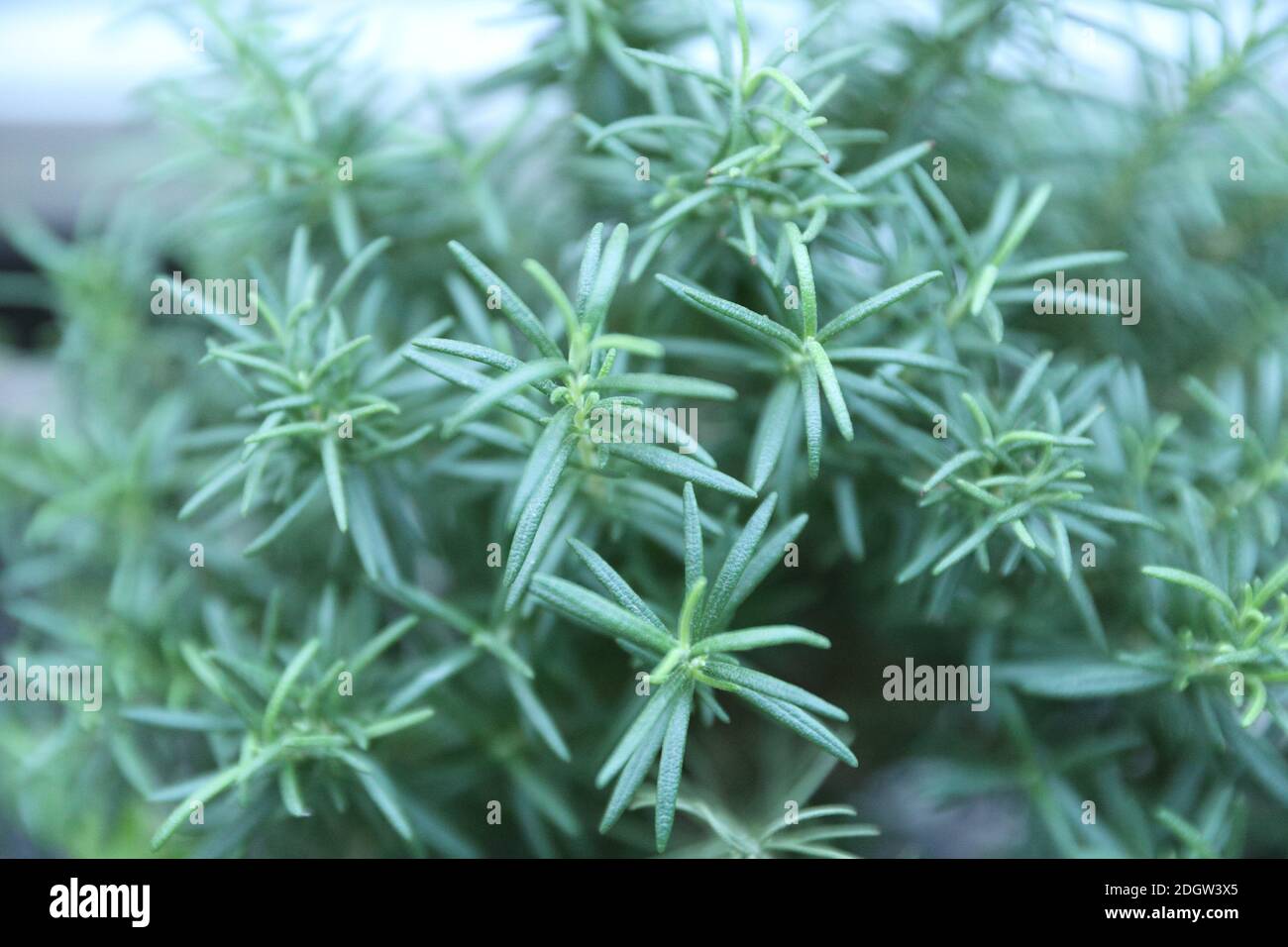 Rosemary herb sunlight leaves hi-res stock photography and images - Alamy