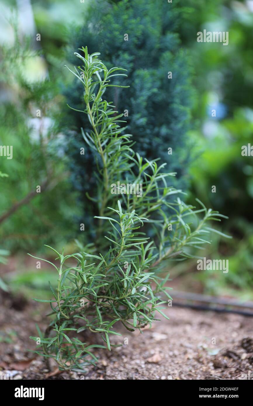 How to grow rosemary hi-res stock photography and images - Alamy