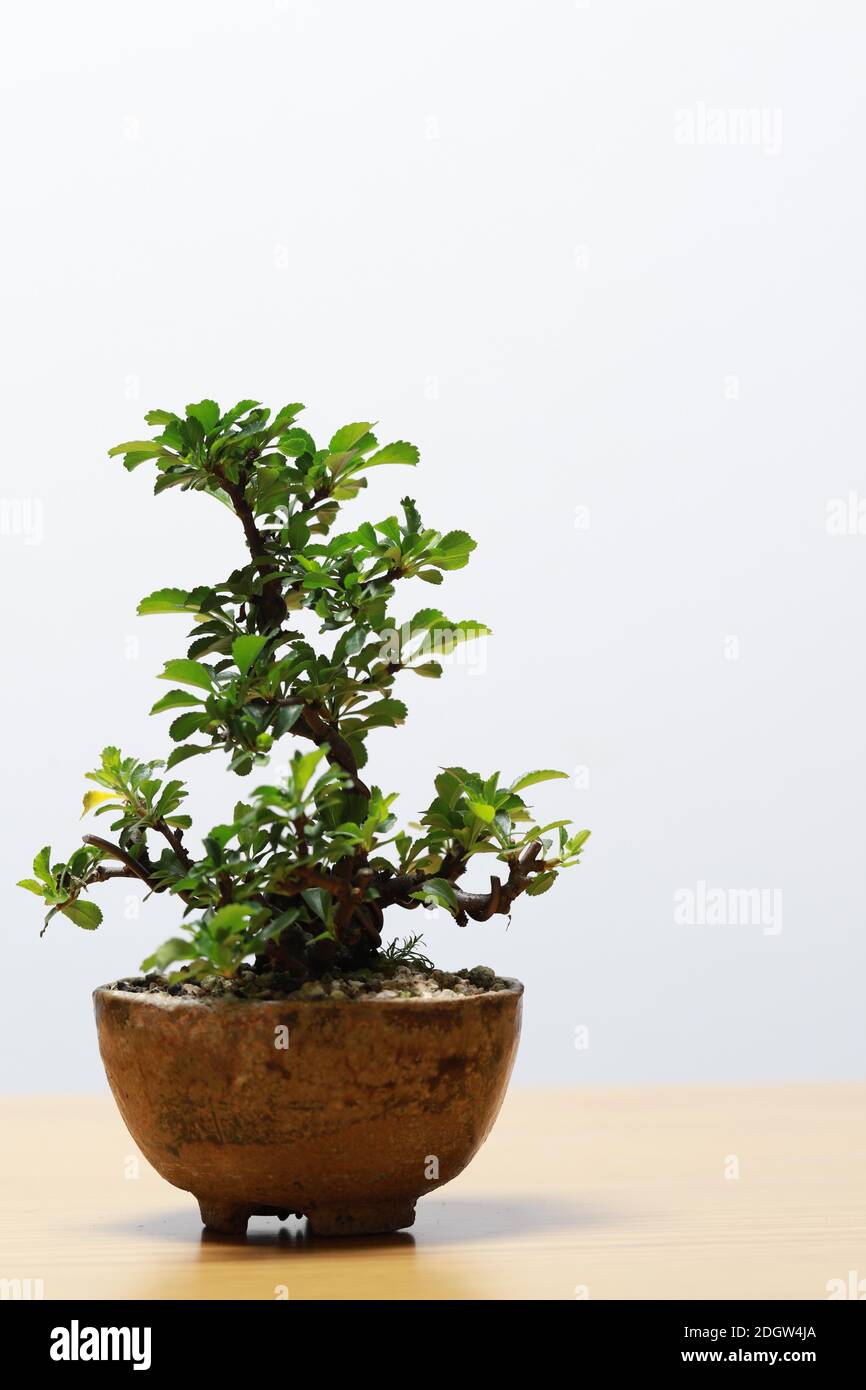 Tree in clay pot hi-res stock photography and images - Alamy