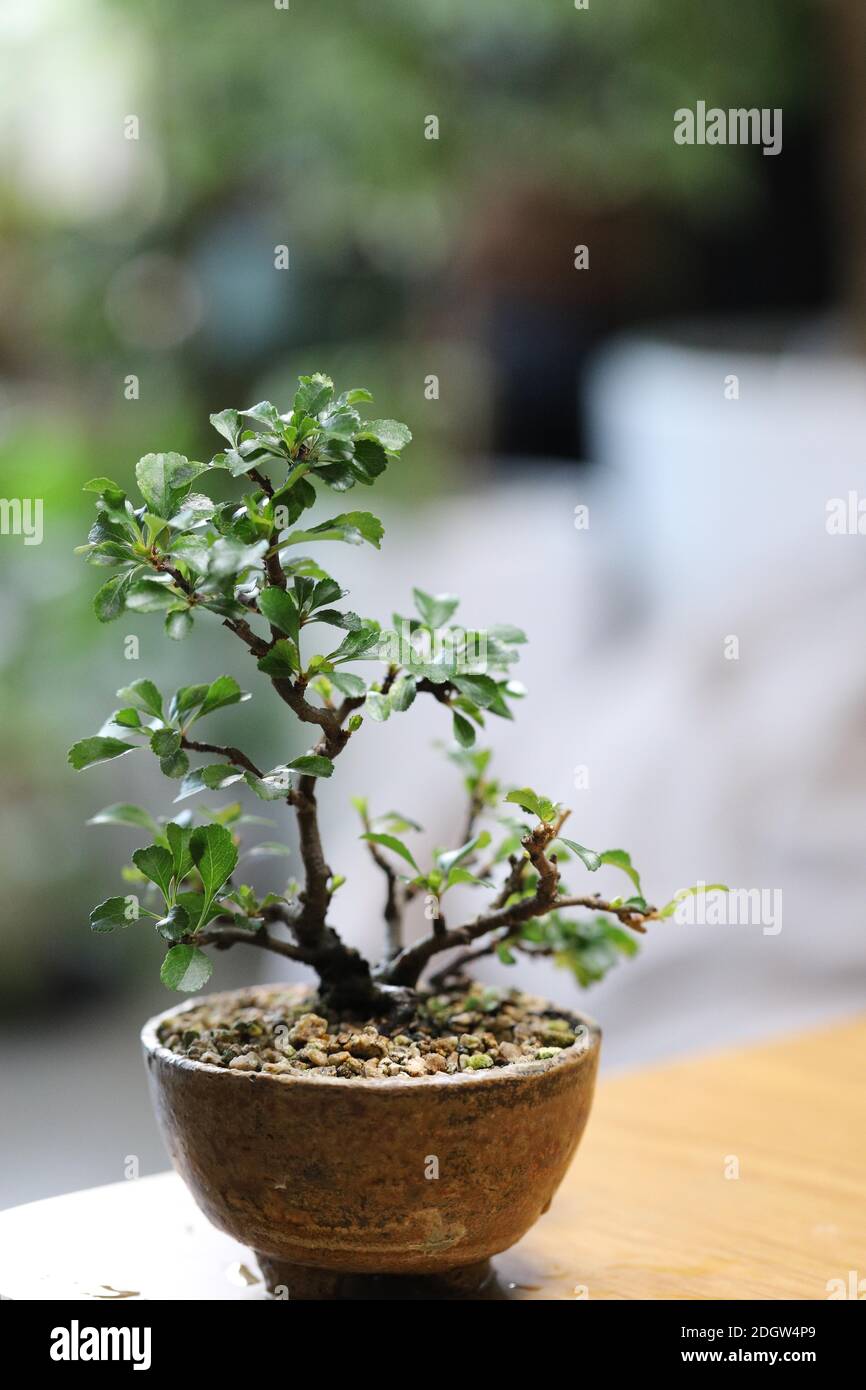 Tree in clay pot hi-res stock photography and images - Alamy