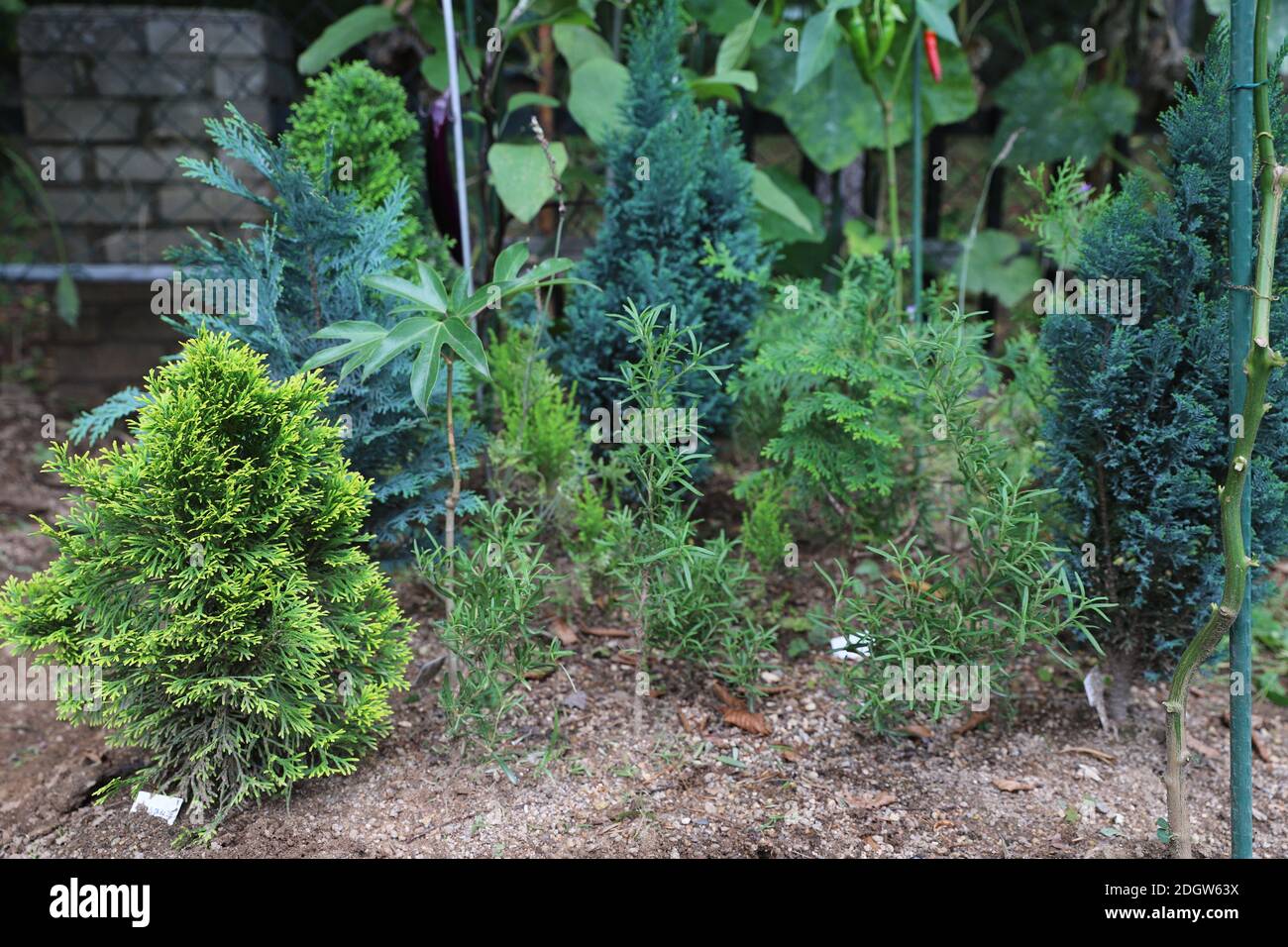 Cypress trees close up hi-res stock photography and images - Alamy