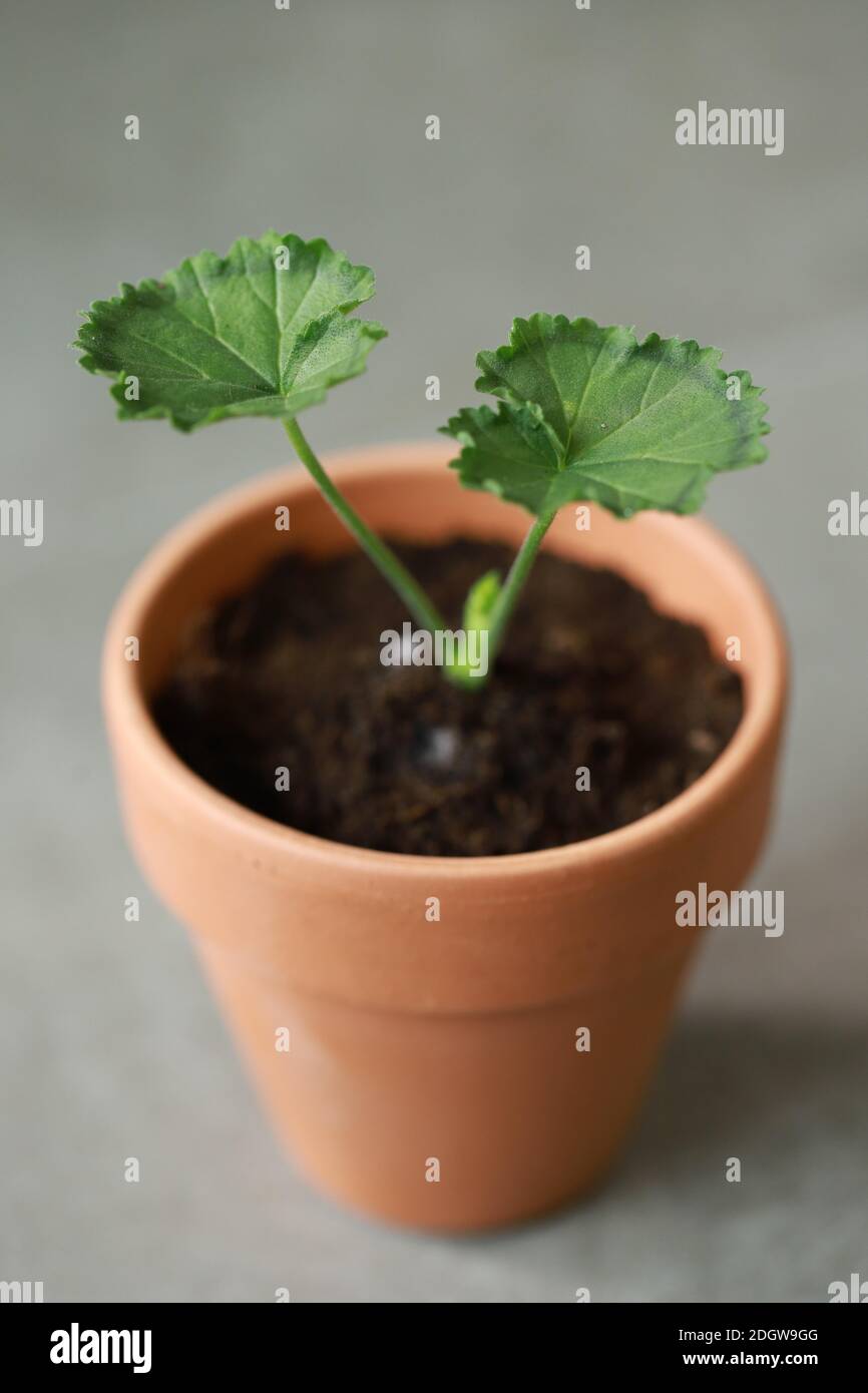 Small seedling plants growing in a clay pot with fertile soil Stock ...