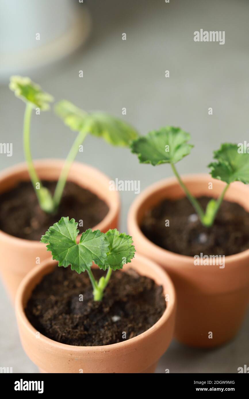 Small seedling plants growing in three clay pots with fertile soil ...