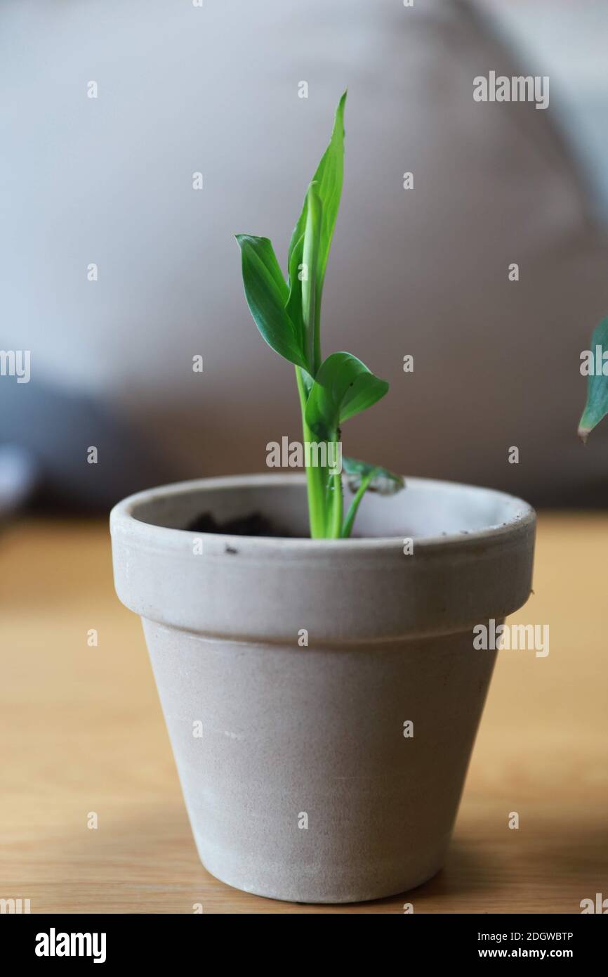 Lily tree hi-res stock photography and images - Alamy