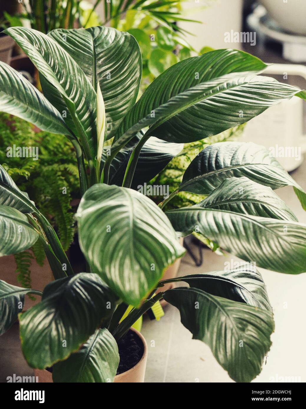 Tree lily in a pot hi-res stock photography and images - Alamy