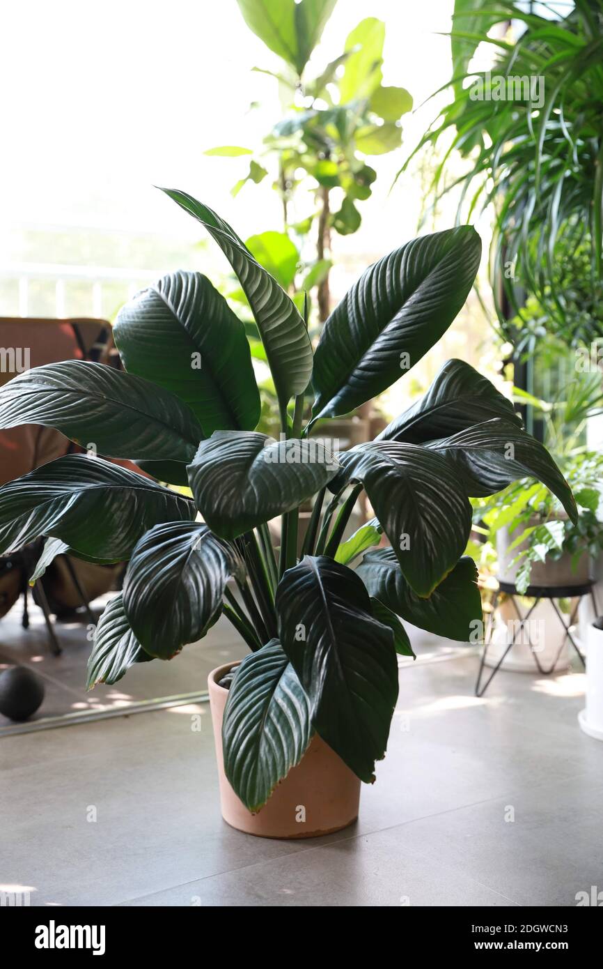 Lily tree hi-res stock photography and images - Alamy