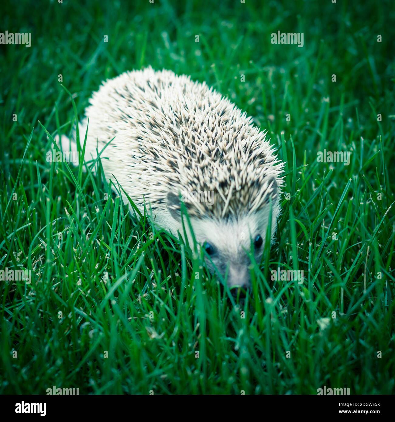 Toned photo close up top view native hedgehog foraging on green grass ...