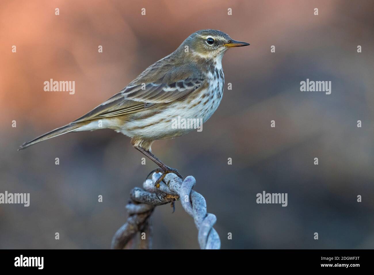 Waterpieper; Water Pipit; Anthus spinoletta Stock Photo - Alamy