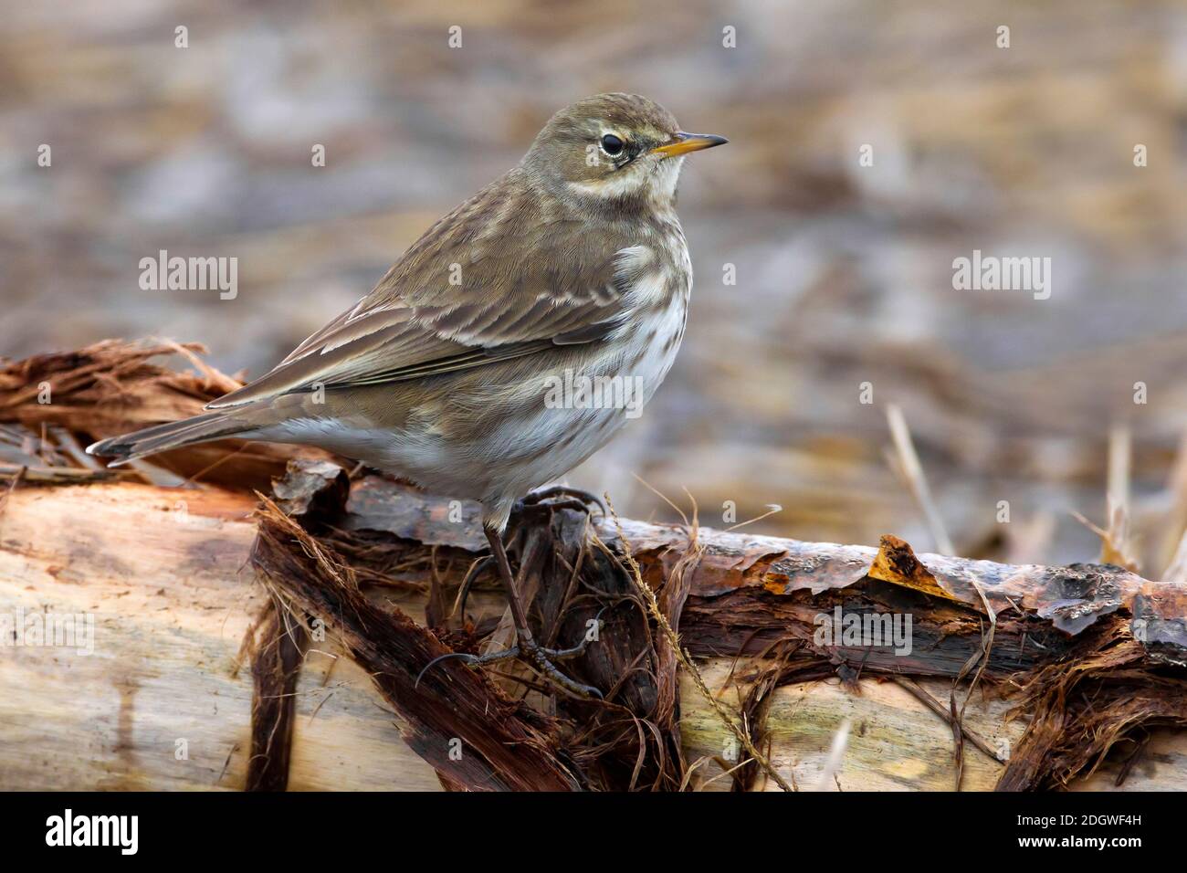 Waterpieper, Water Pipit, Anthus spinoletta Stock Photo - Alamy