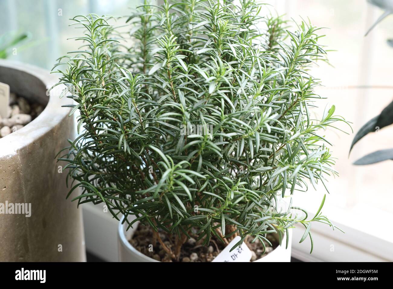 Rosemary in a clay pot Stock Photo - Alamy