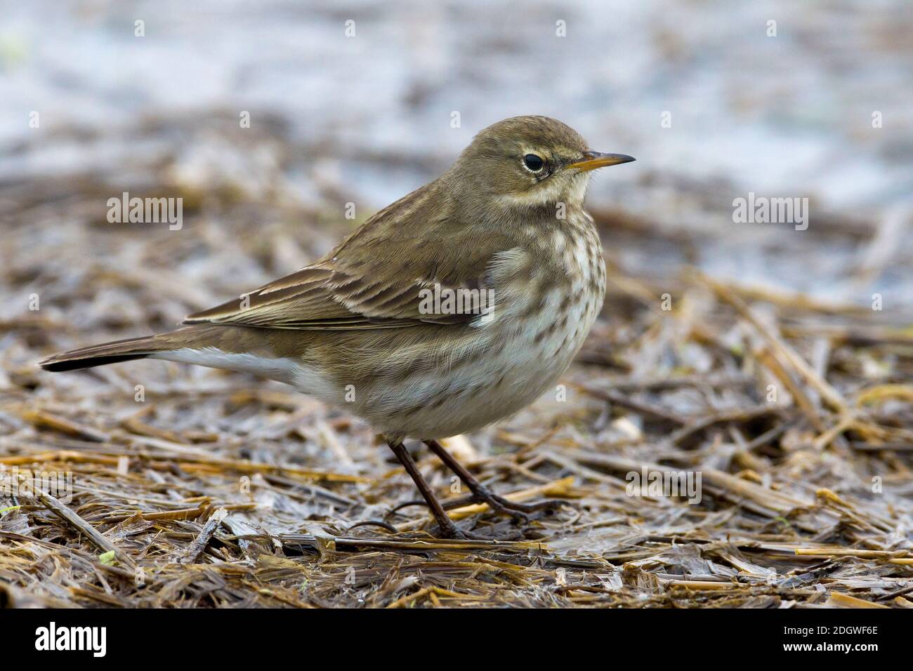 Waterpieper, Water Pipit, Anthus spinoletta Stock Photo - Alamy