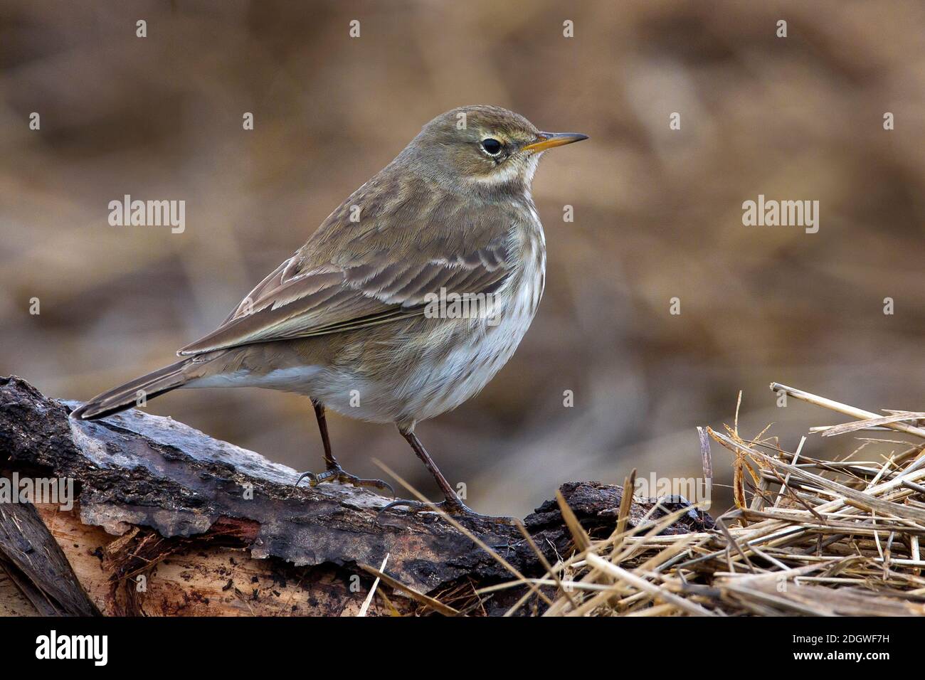 Waterpieper, Water Pipit, Anthus spinoletta Stock Photo - Alamy