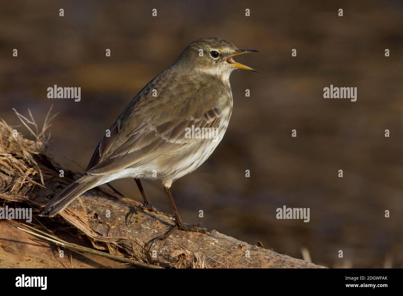 Waterpieper, Water Pipit, Anthus spinoletta Stock Photo - Alamy