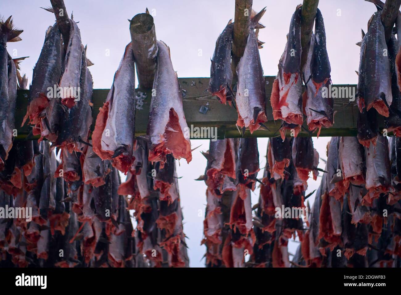 Air drying of Salmon fish on wooden structure at Scandinavian winter ...