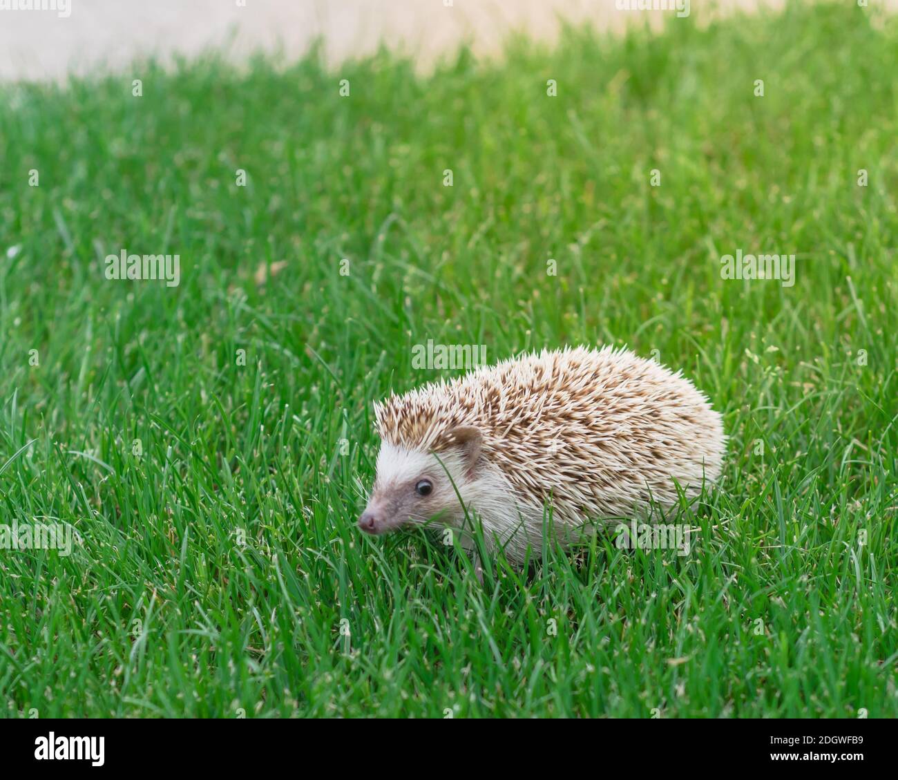 Texas native species garden hi-res stock photography and images - Alamy