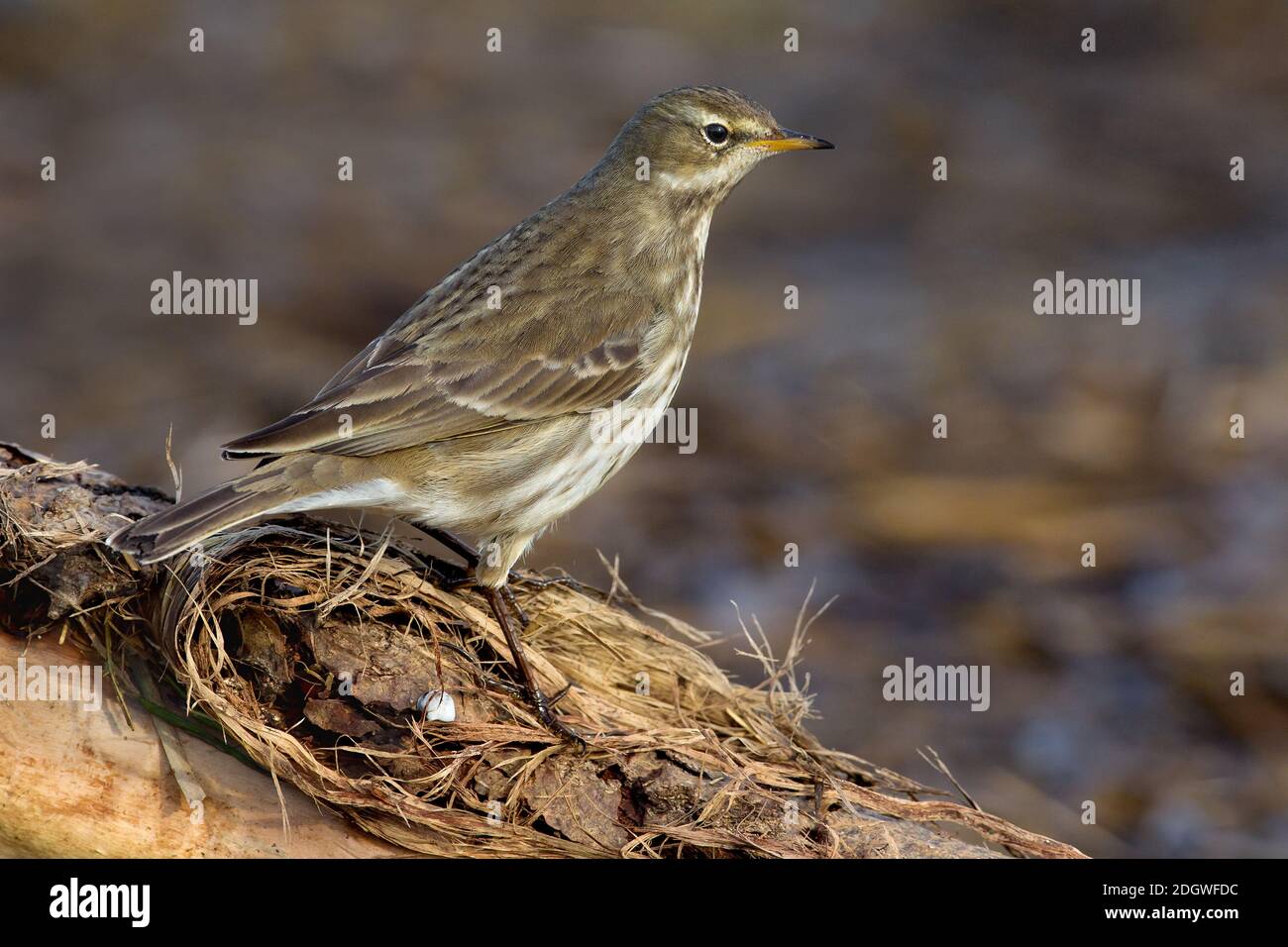 Waterpieper, Water Pipit, Anthus spinoletta Stock Photo - Alamy