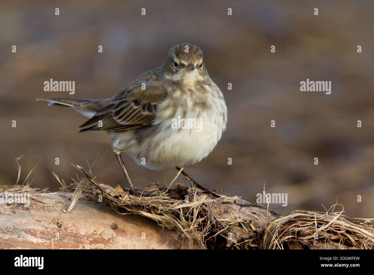 Waterpieper, Water Pipit, Anthus spinoletta Stock Photo - Alamy