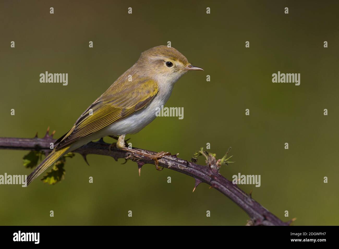 Bergfluiter, Western Bonelli's Warbler, Phylloscopus bonelli Stock ...