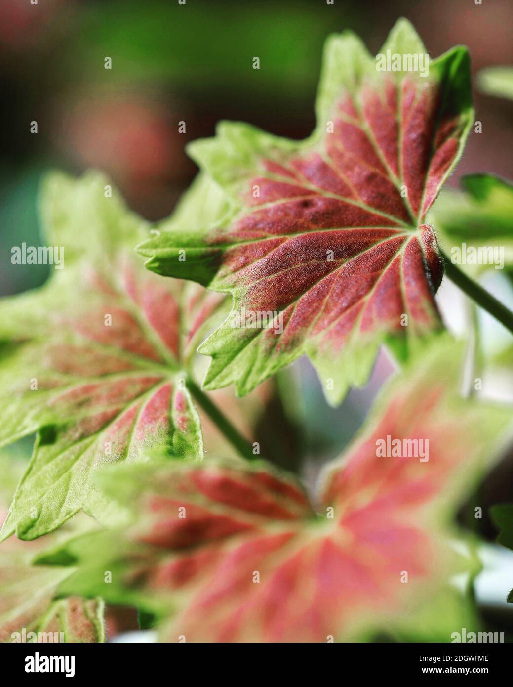 Geranium zonal pelargonium greenhouse hi-res stock photography and ...