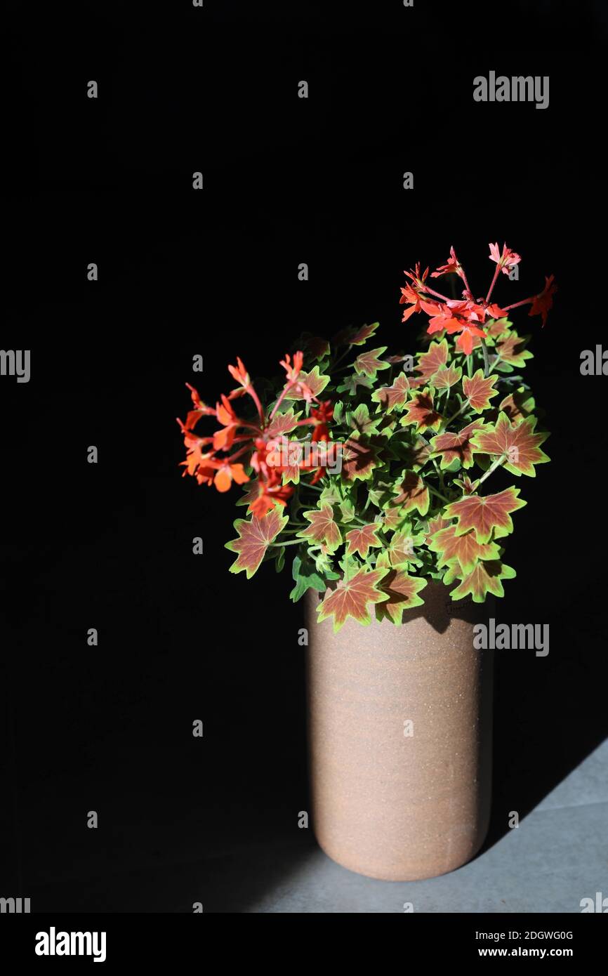 Geranium zonal pelargonium greenhouse hi-res stock photography and ...