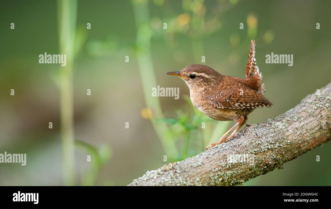 Eurasian wren sitting on tree in summertime nature Stock Photo - Alamy